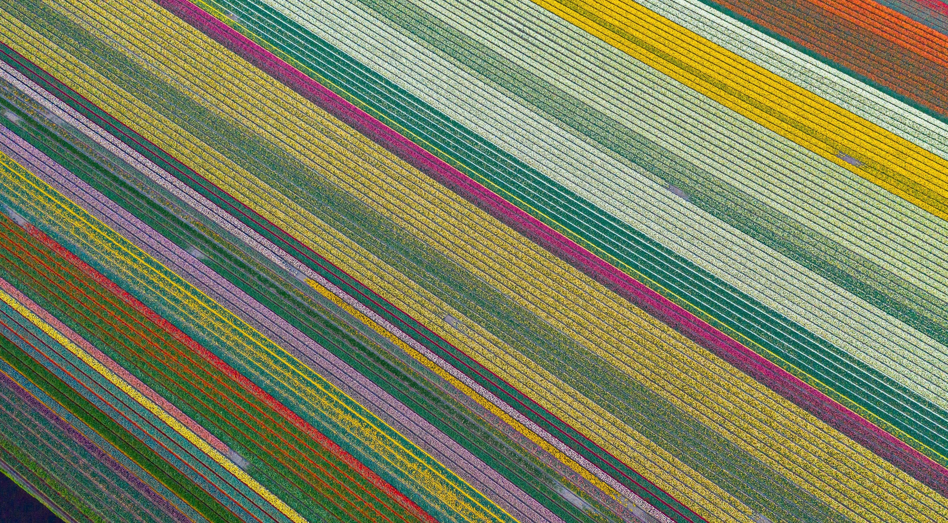 Fields of Wonder - Tulips